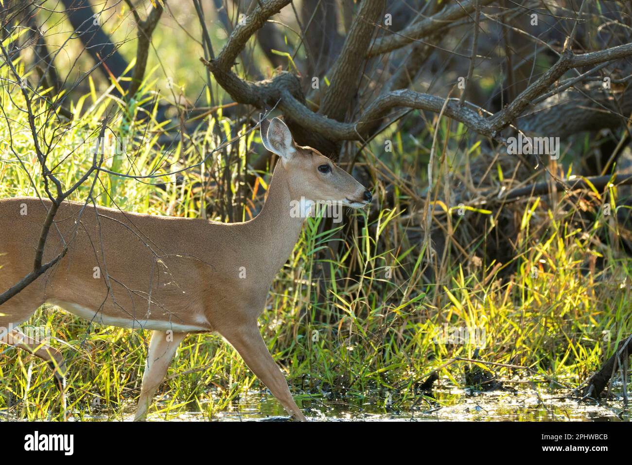 Key Deer in natural habitat in Florida state park Stock Photo - Alamy