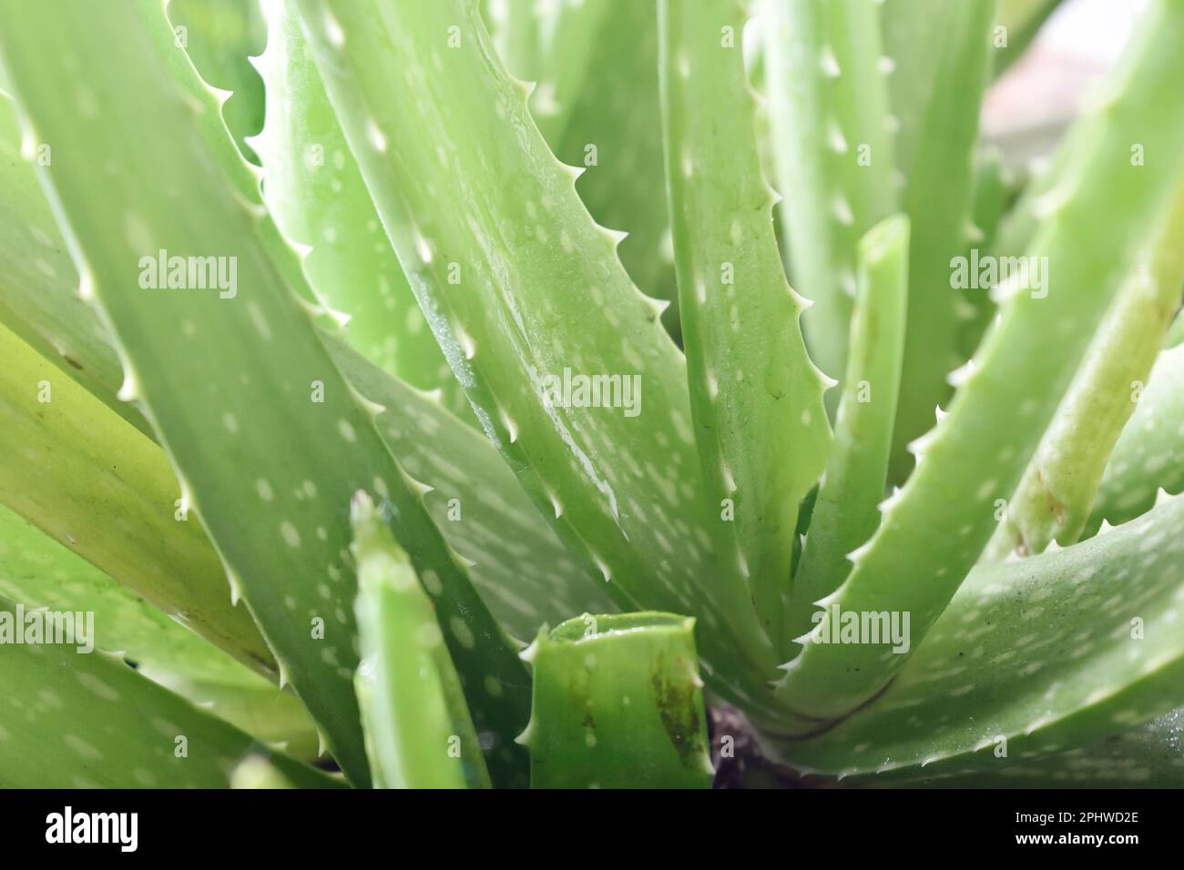 Aloe roots hi-res stock photography and images - Alamy