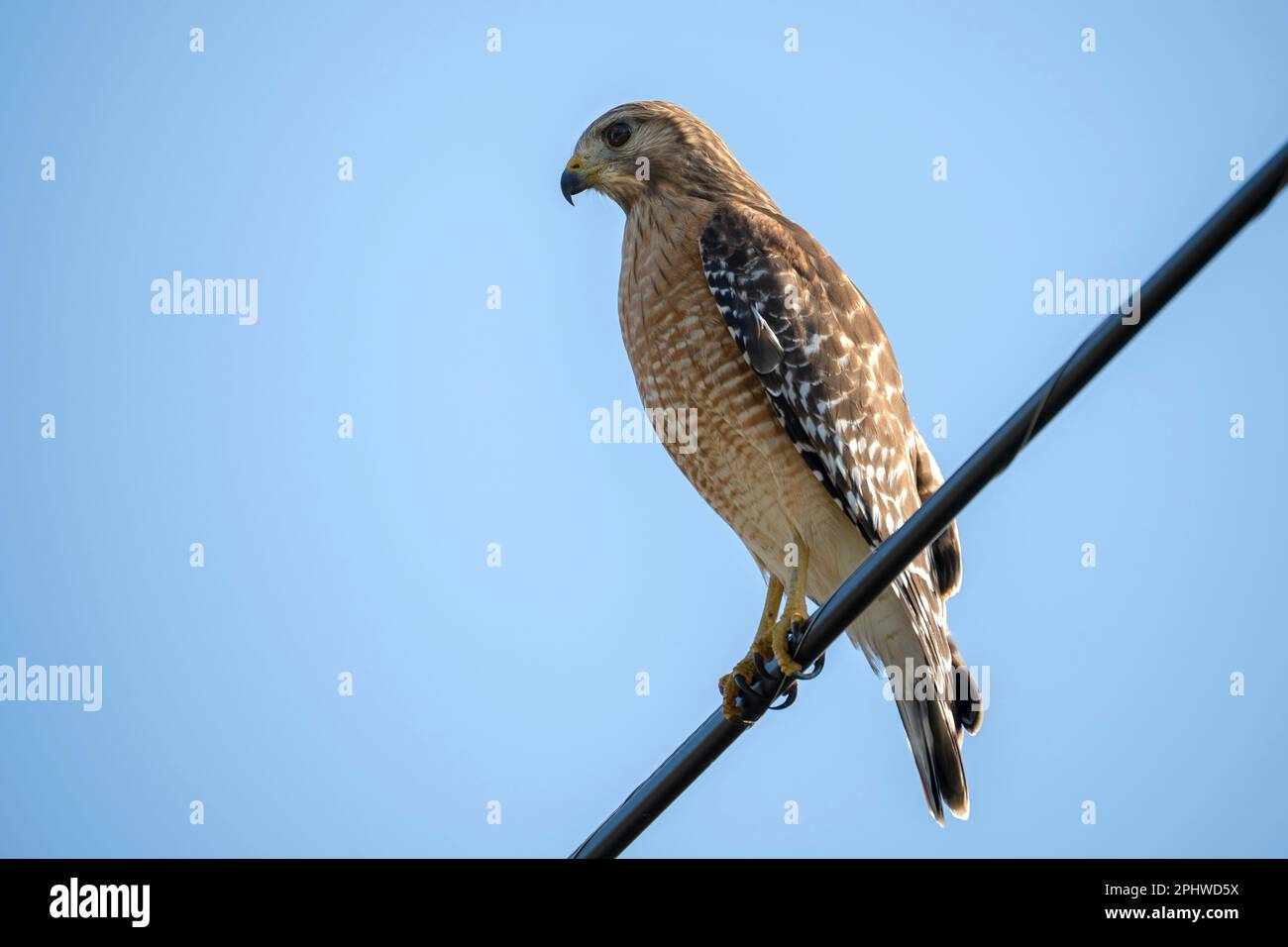 The red-shouldered hawk bird perching on electric cable looking for ...