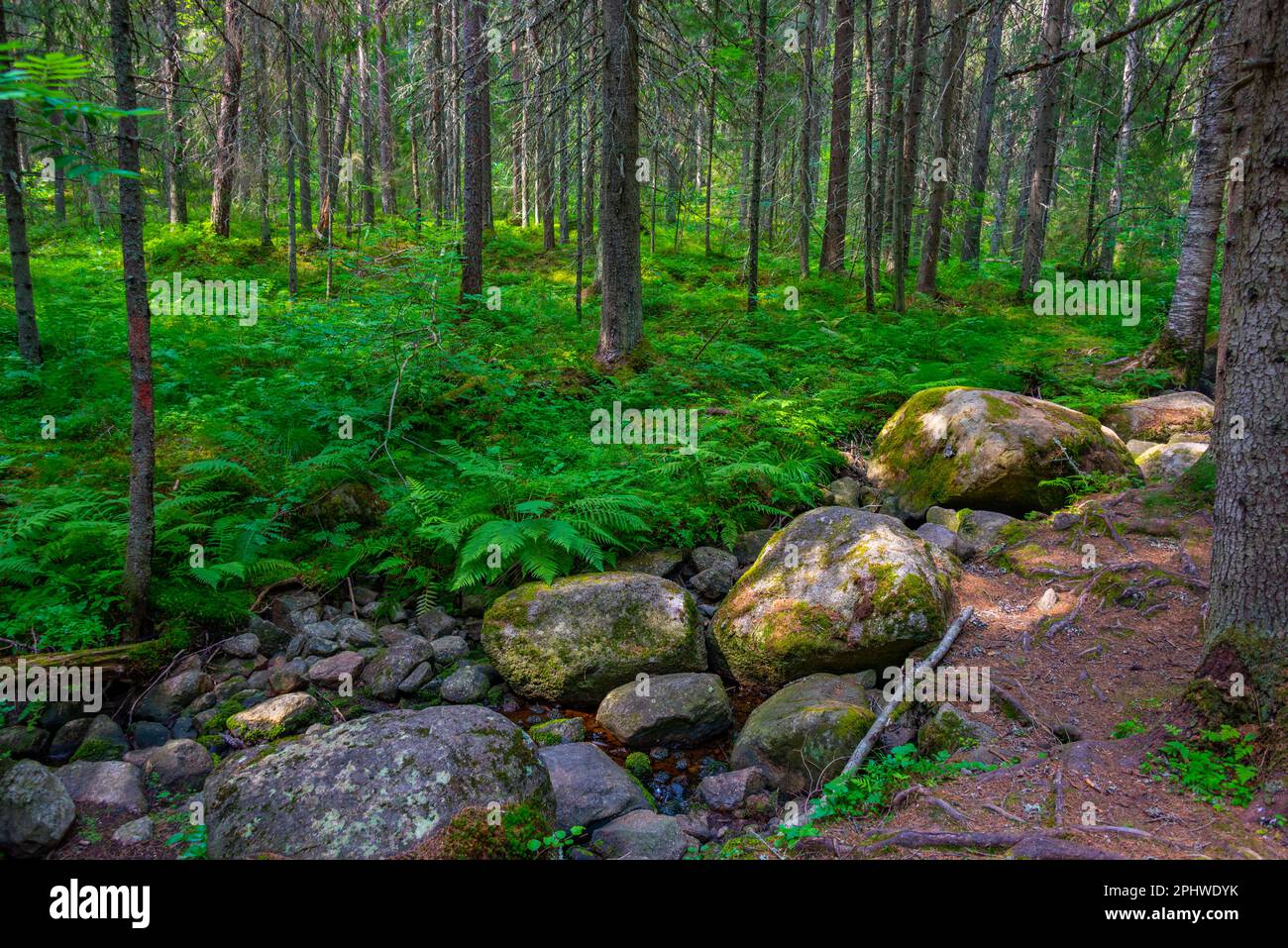 Natural landscape of helvetinjärvi national park in Finland Stock Photo ...