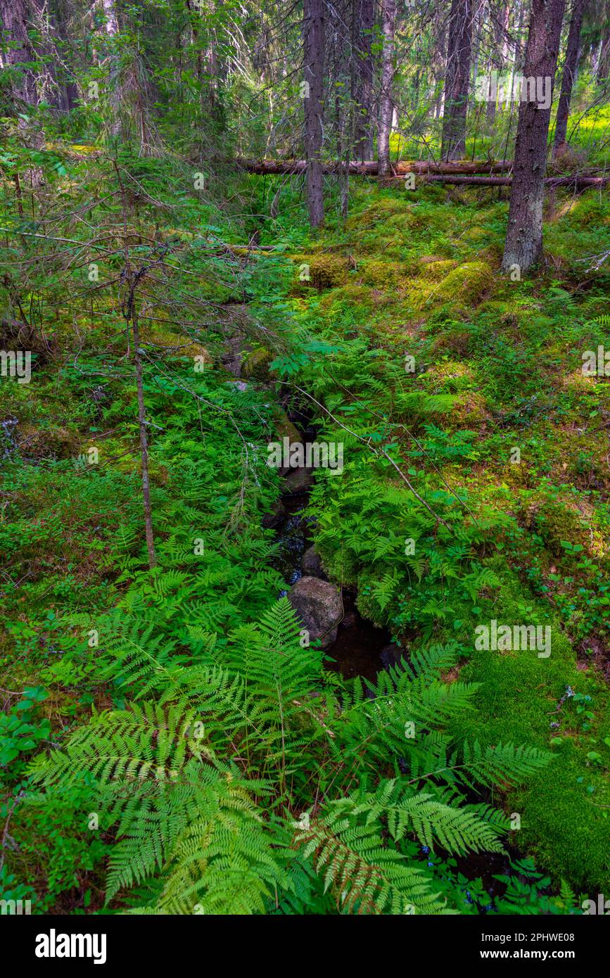 Natural landscape of helvetinjärvi national park in Finland Stock Photo ...