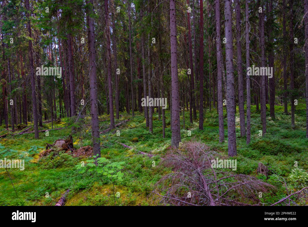 Natural landscape of helvetinjärvi national park in Finland Stock Photo ...