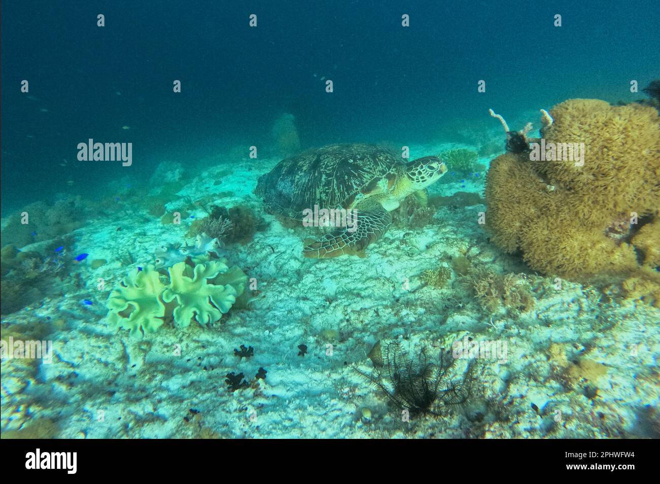 Full body shot of a turtle under water on the seabed surrounded by ...