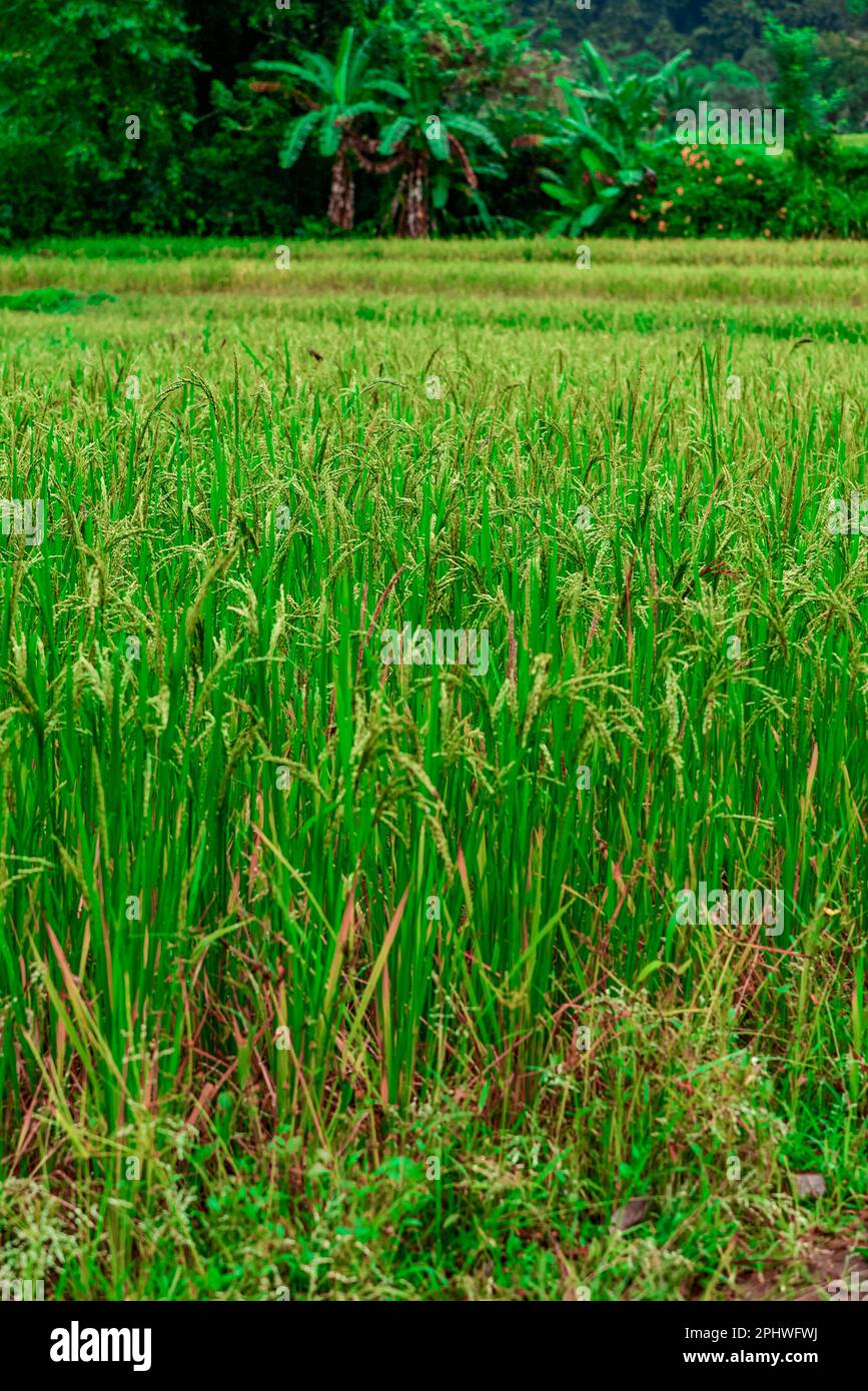 Padfield family hi-res stock photography and images - Alamy