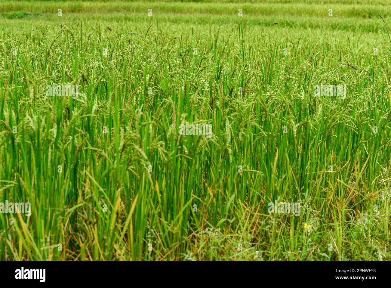 Padfield hi-res stock photography and images - Alamy