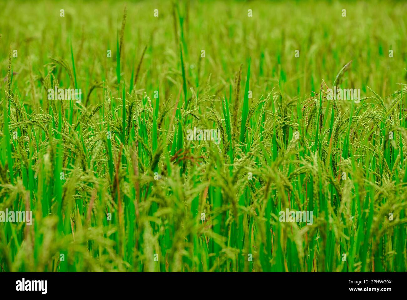 Padfield hi-res stock photography and images - Alamy