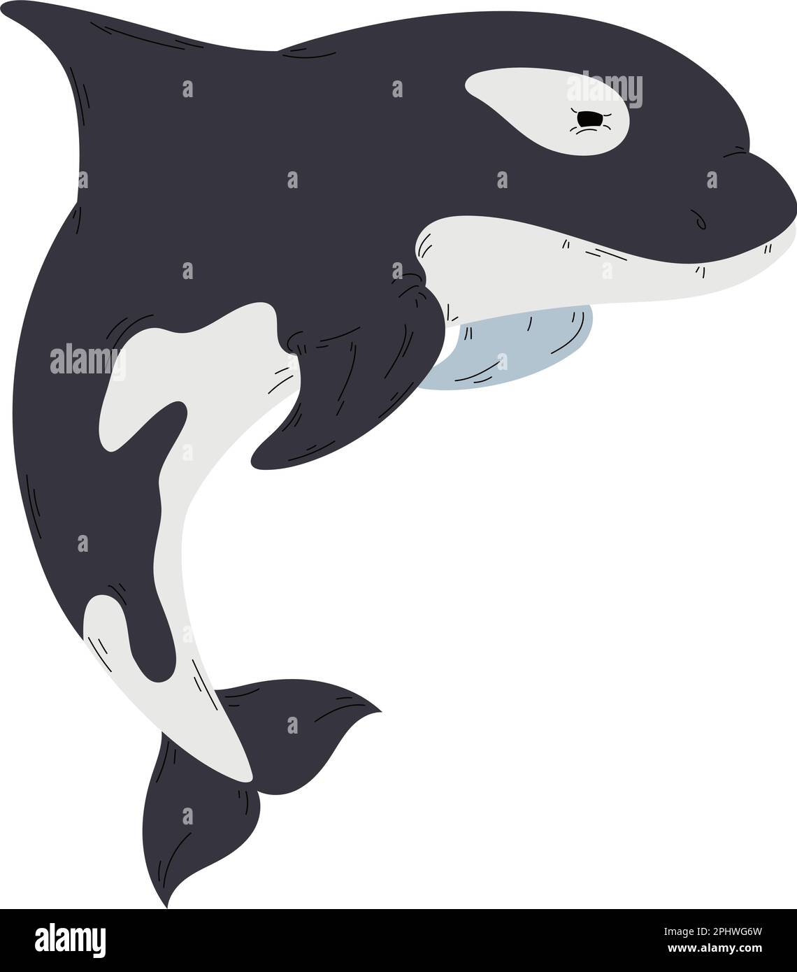 Cute killer whale swimming over white Stock Vector Image & Art - Alamy