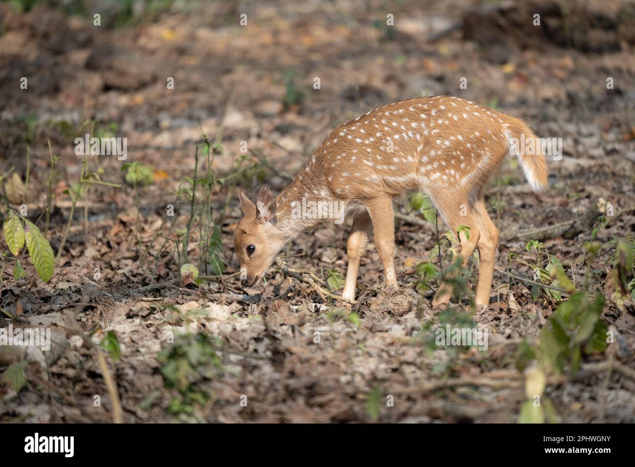 A Spotted Deer Fawn walking in the jungle looking for grazing Stock ...