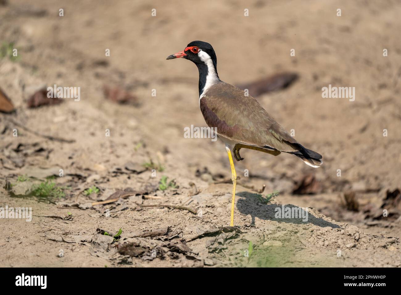 A Red Wattled Lapwing standing on one foot Stock Photo - Alamy