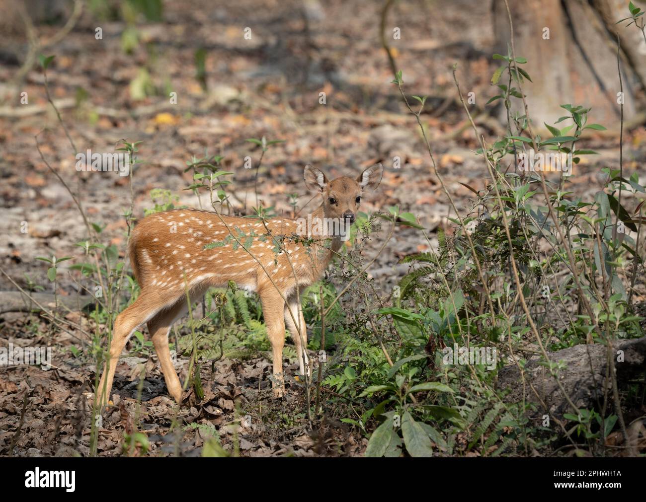 A Spotted Deer Fawn walking in the jungle looking for grazing Stock ...