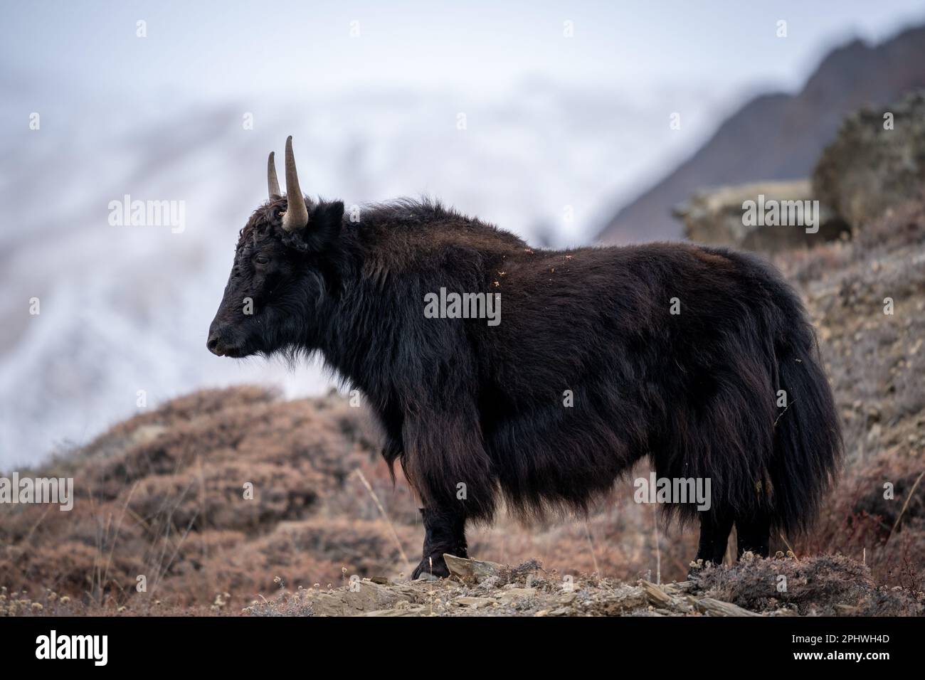 A yak standing on the top of a hill with the blurred snow covered ...