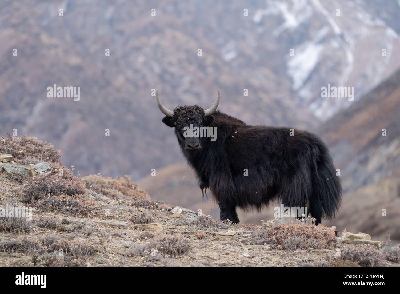 A yak standing on the top of a hill with the blurred snow covered ...