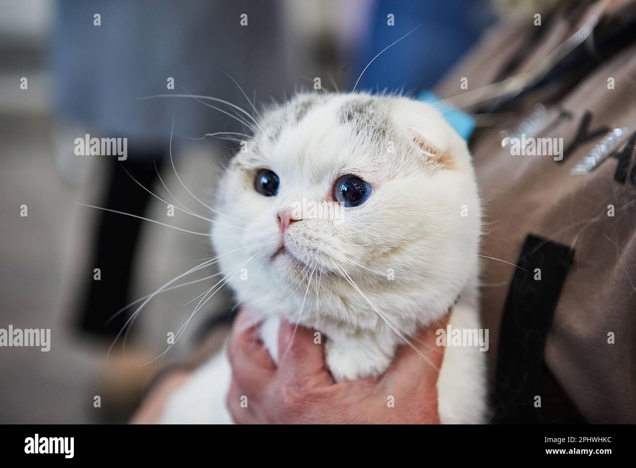 Scottish fold tricolor. Scottish fold can be great friend for children ...