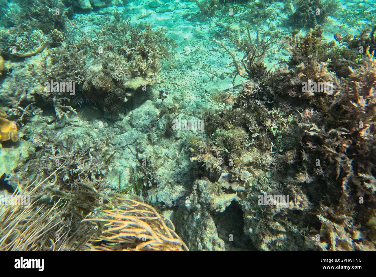 Idyllic shot of a coral reef of Pamilacan Island in the Philippines ...