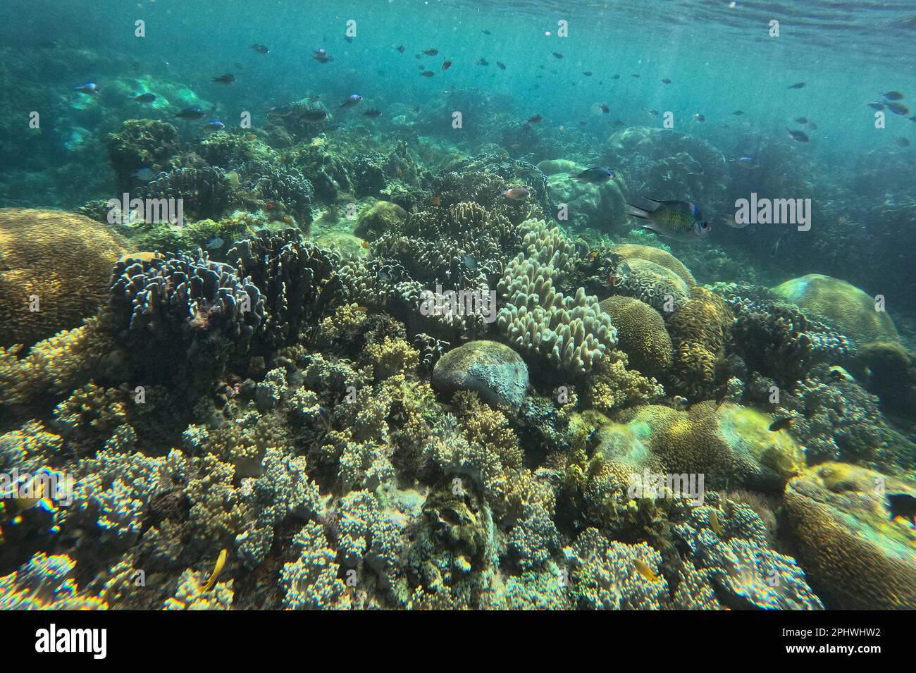 Idyllic shot of a coral reef of Pamilacan Island in the Philippines ...