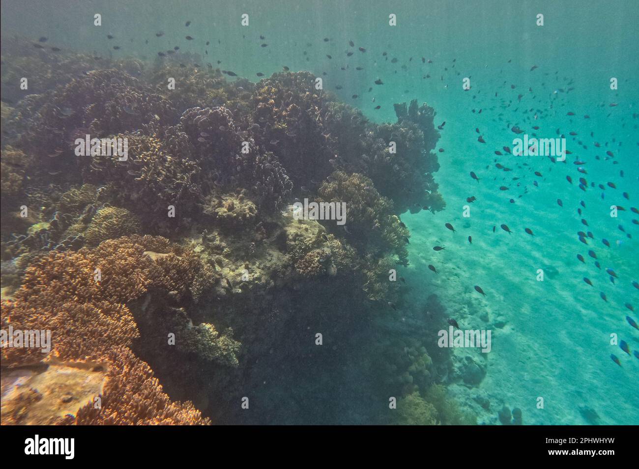 Idyllic shot of a coral reef of Pamilacan Island in the Philippines ...