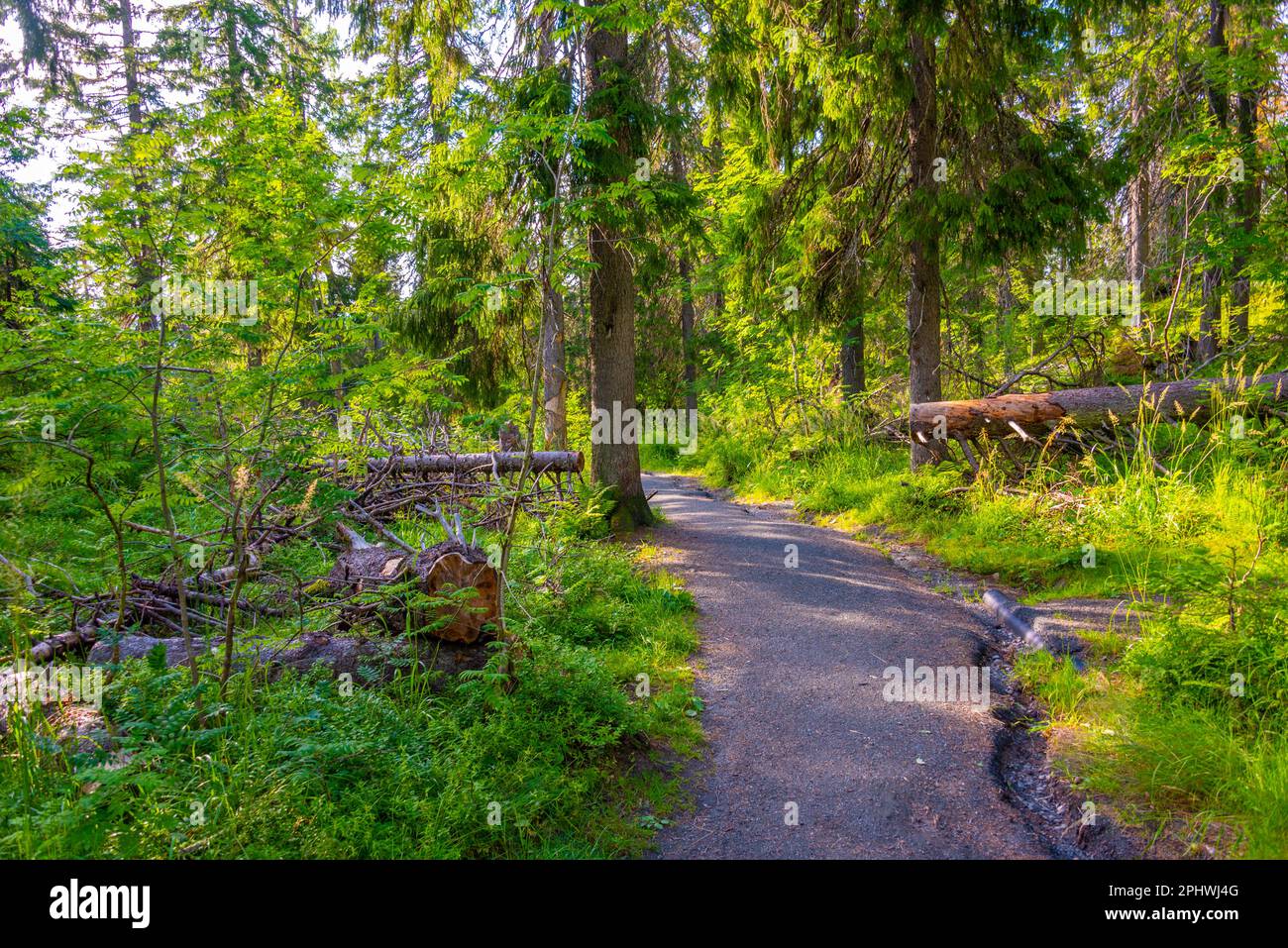 Hiking trail at Koli national park in Finland Stock Photo - Alamy