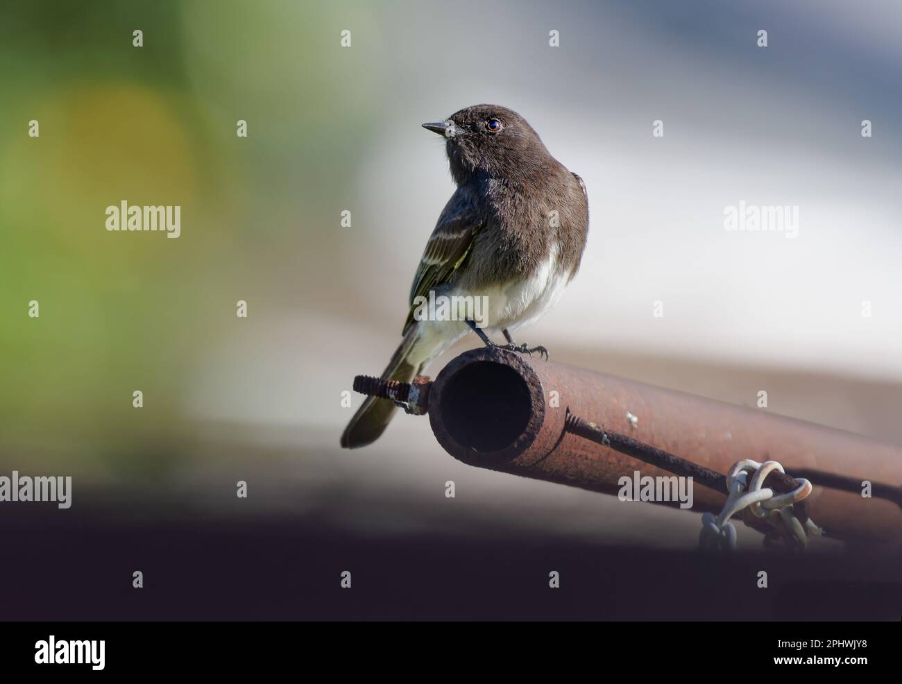 Black Phoebe (Northern) (Sayornis nigricans) perching on a metal fence ...