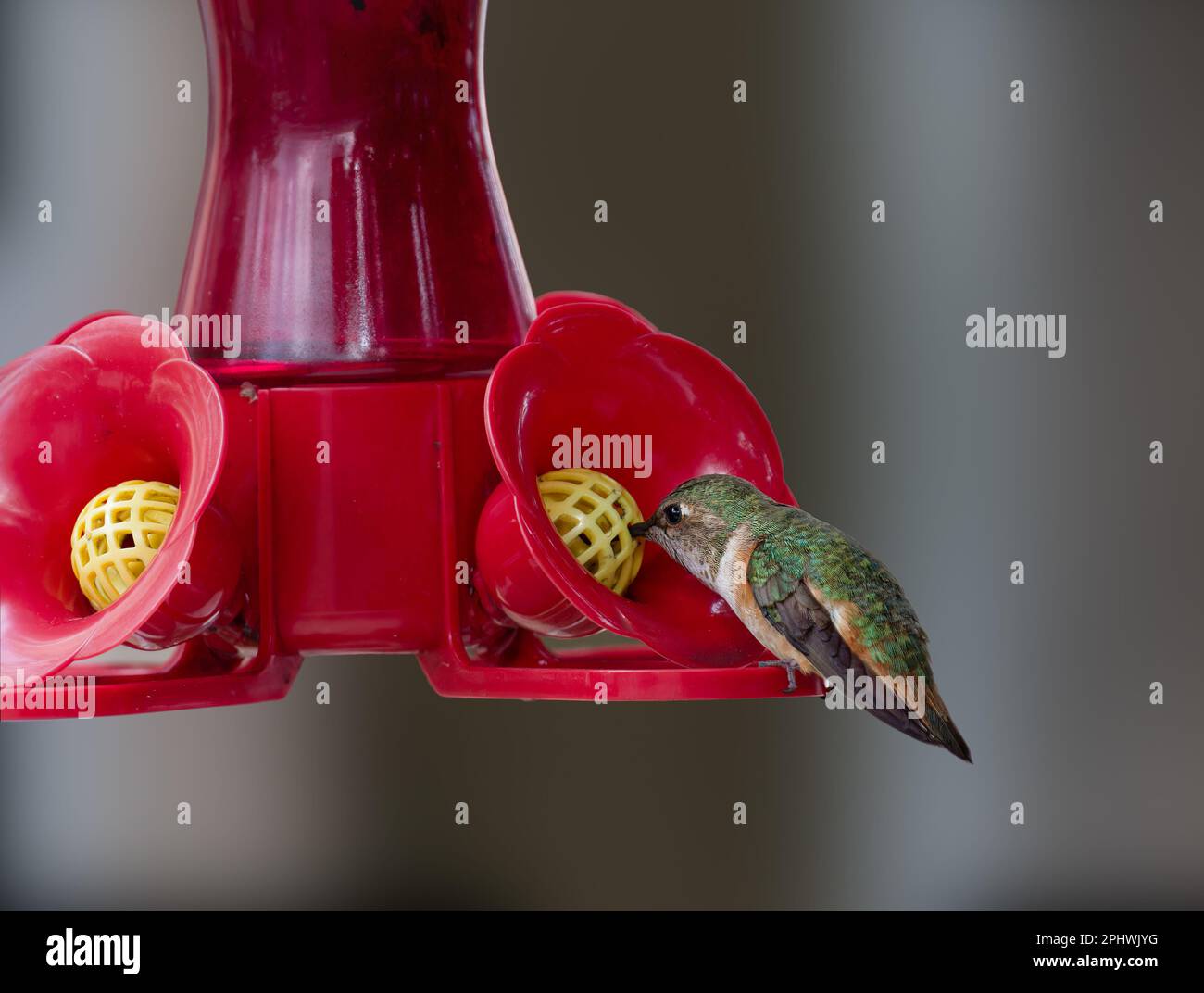 Anna's Hummingbird (Calypte anna) sitting on a feeder Stock Photo - Alamy