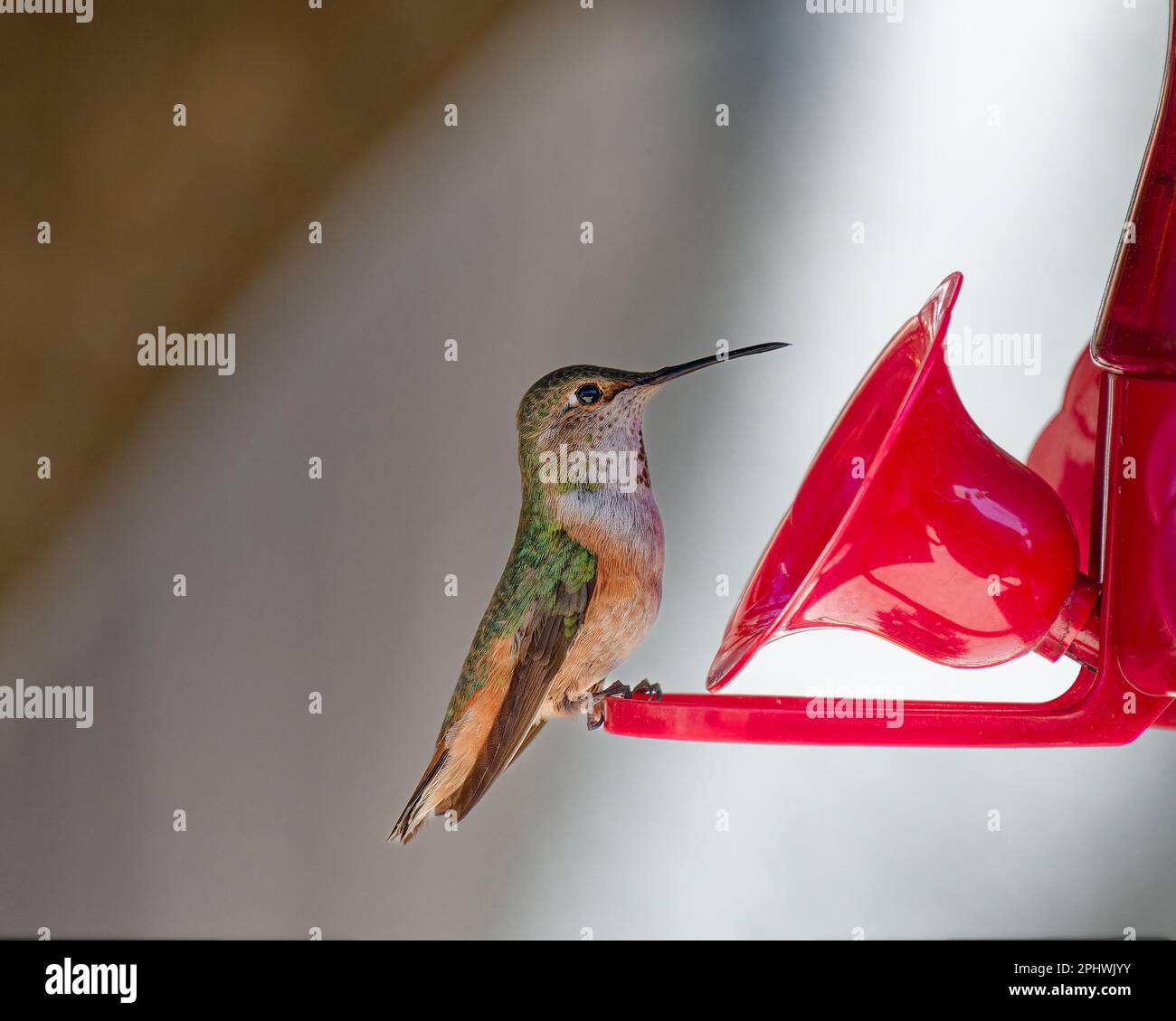 Anna's Hummingbird (Calypte anna) sitting on a feeder Stock Photo - Alamy