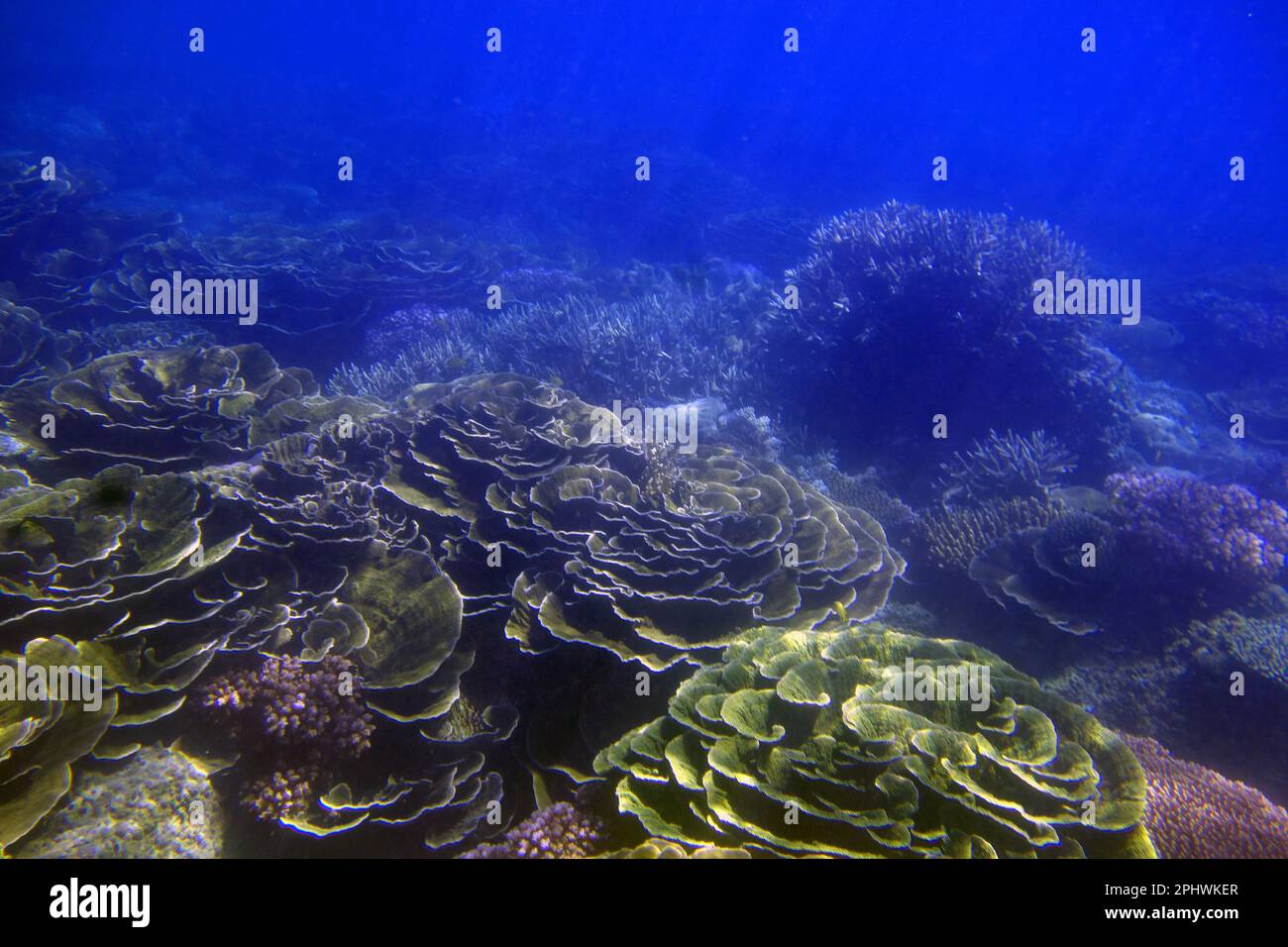 Underwater view of healthy corals, Fitzroy Island, Great Barrier Reef ...