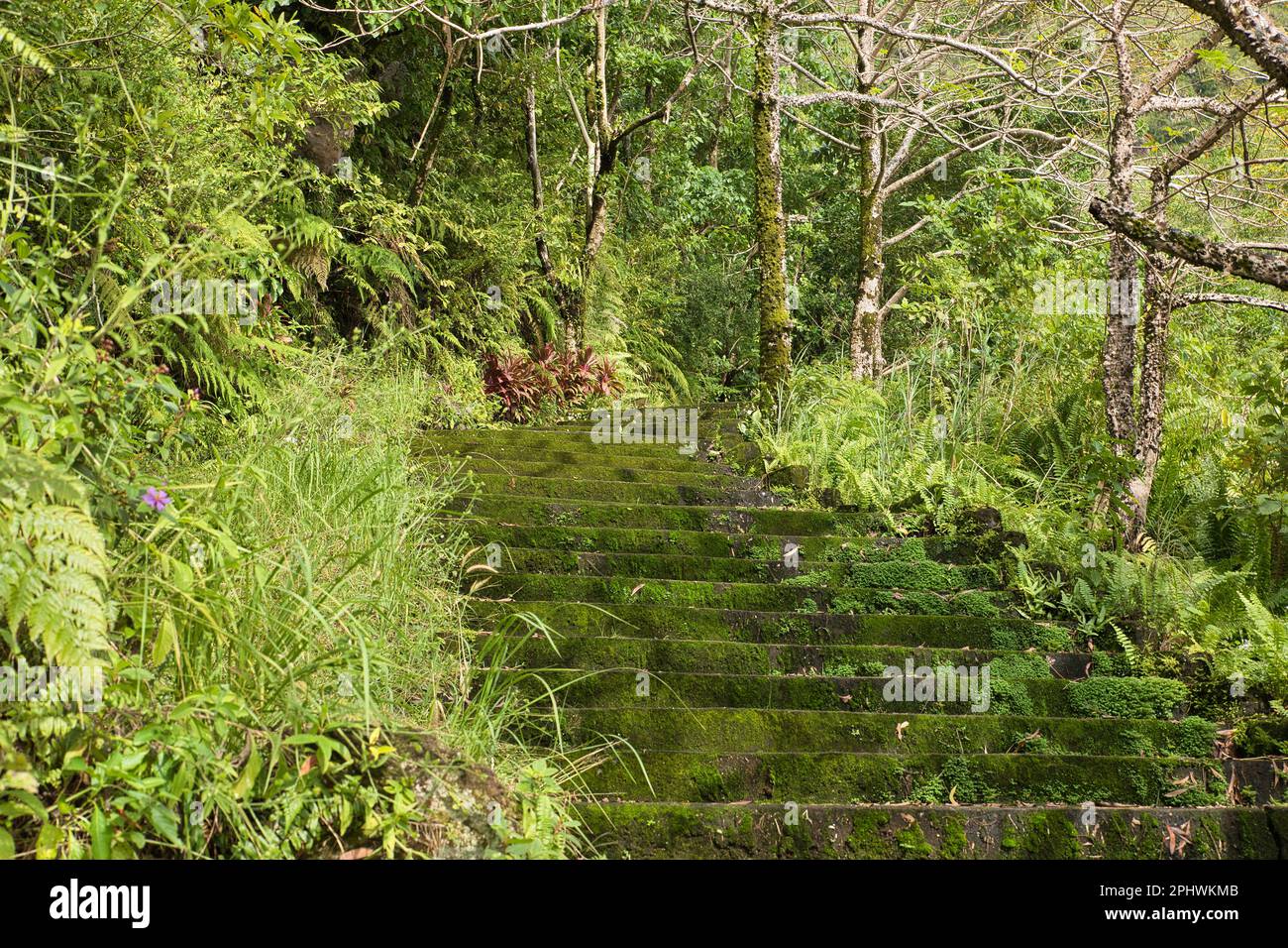 A trail in the middle of a dense, lush green rainforest on old Camiguin ...