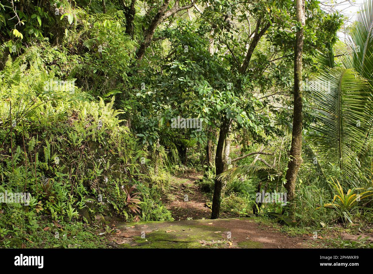 A trail in the middle of a dense, lush green rainforest on old Camiguin ...