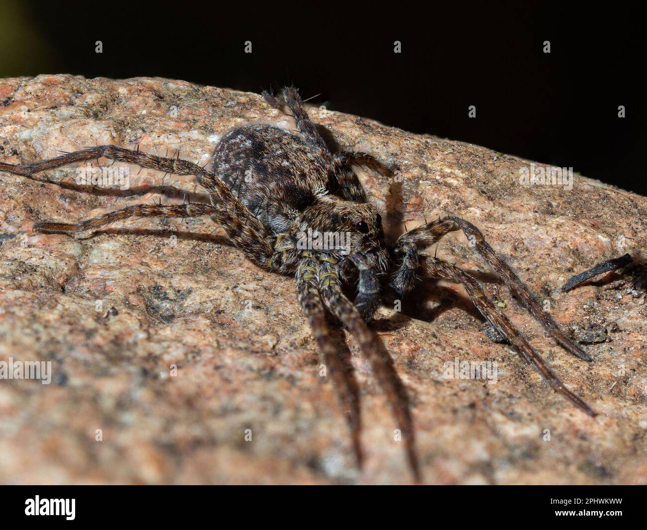 Pardosa amentata Wolf Spider Macro Spider Stock Photo - Alamy