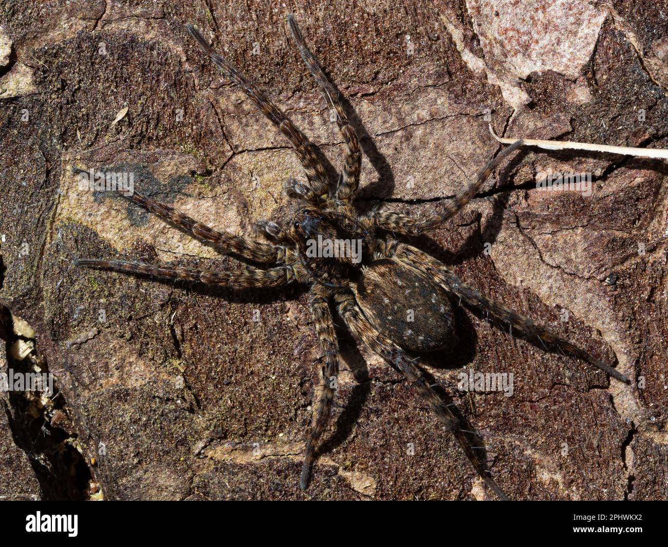 Pardosa amentata Wolf Spider Macro Spider Stock Photo - Alamy
