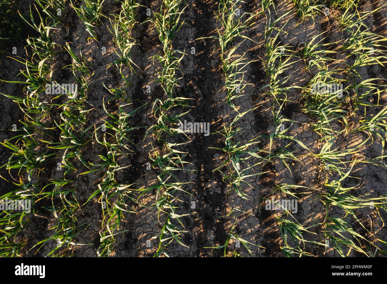 Many rows of organic garlic crops growing in brown rich soil at sunset ...