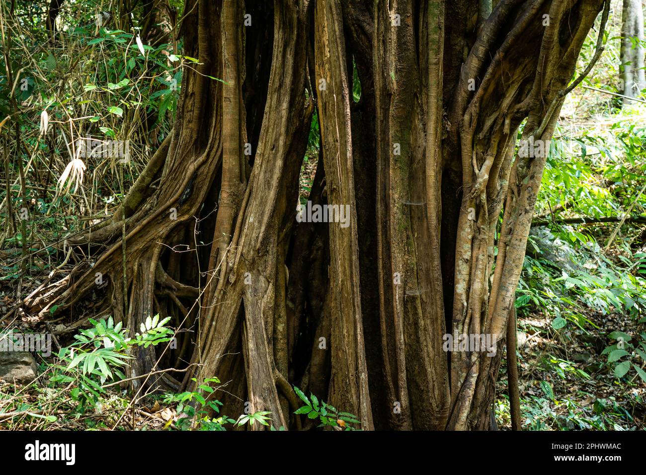 Environment rainforest hi-res stock photography and images - Alamy