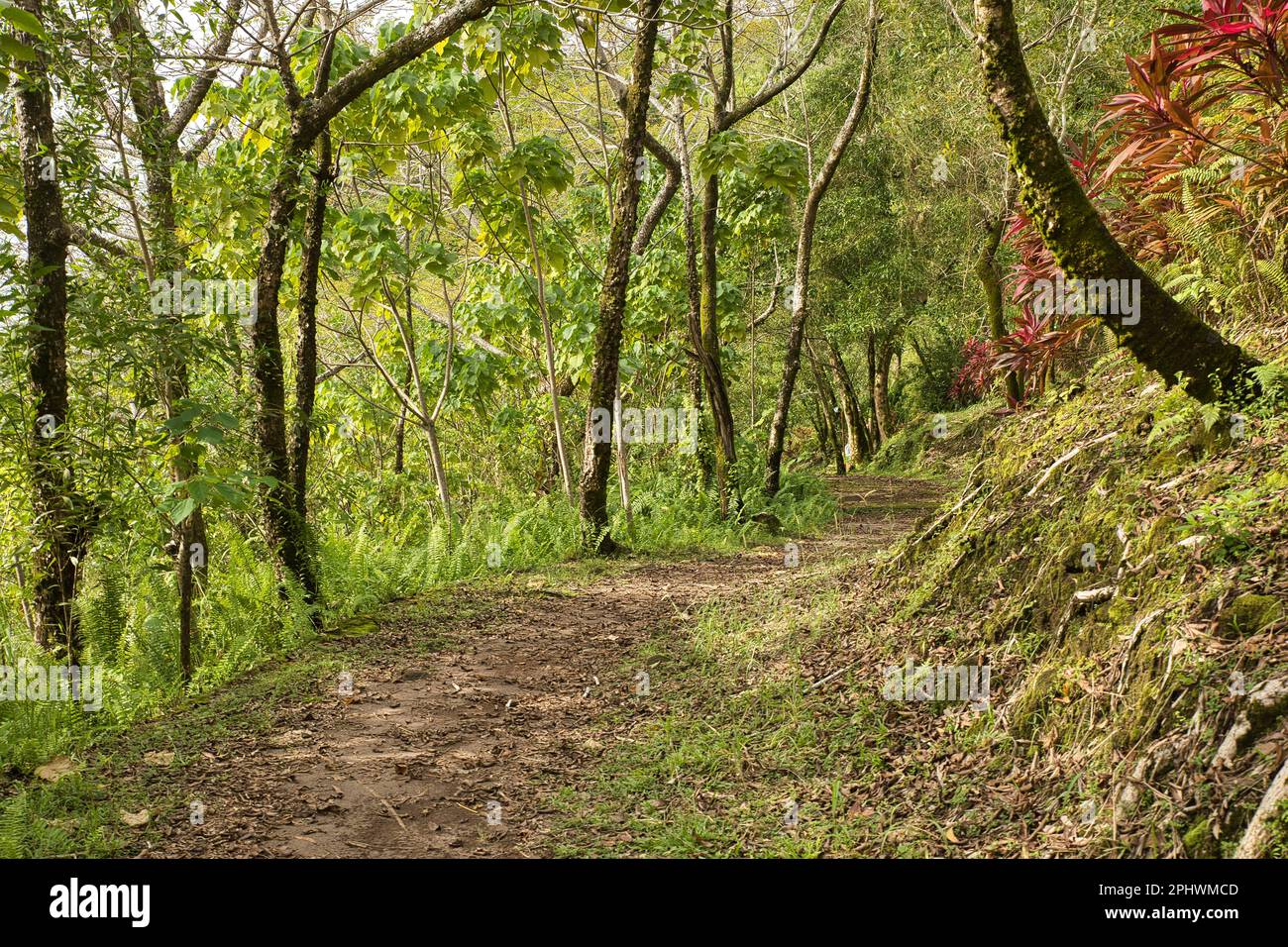 A trail in the middle of a dense, lush green rainforest on old Camiguin ...