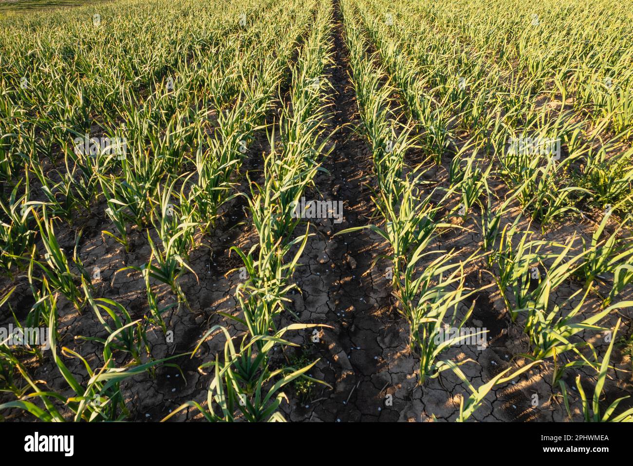 Many rows of organic garlic crops growing in brown rich soil at sunset ...