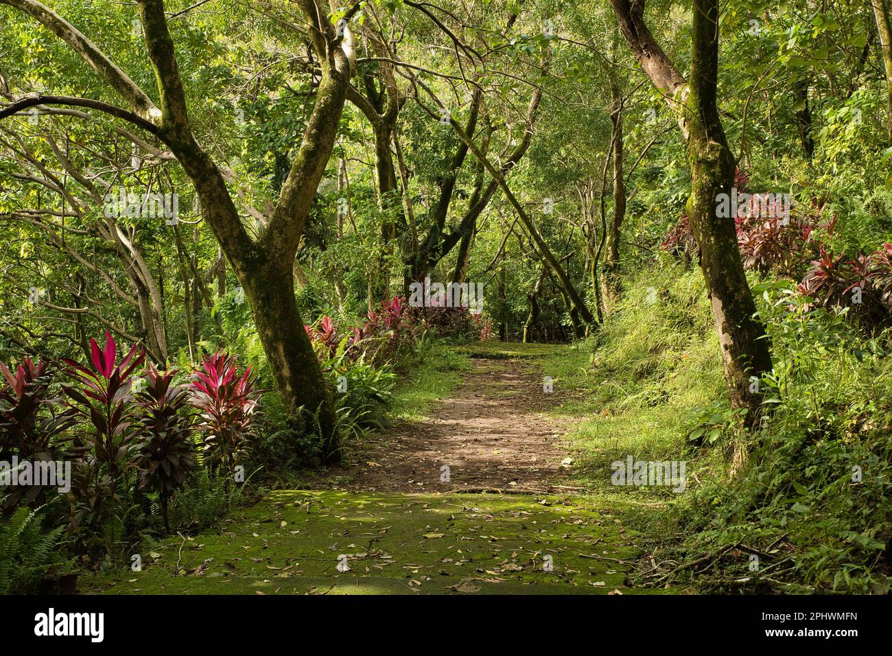 A trail in the middle of a dense, lush green rainforest on old Camiguin ...