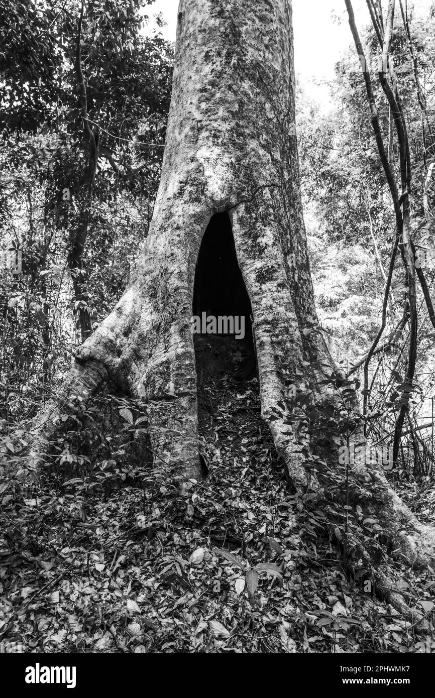 Brazil forest amazon Black and White Stock Photos & Images - Alamy
