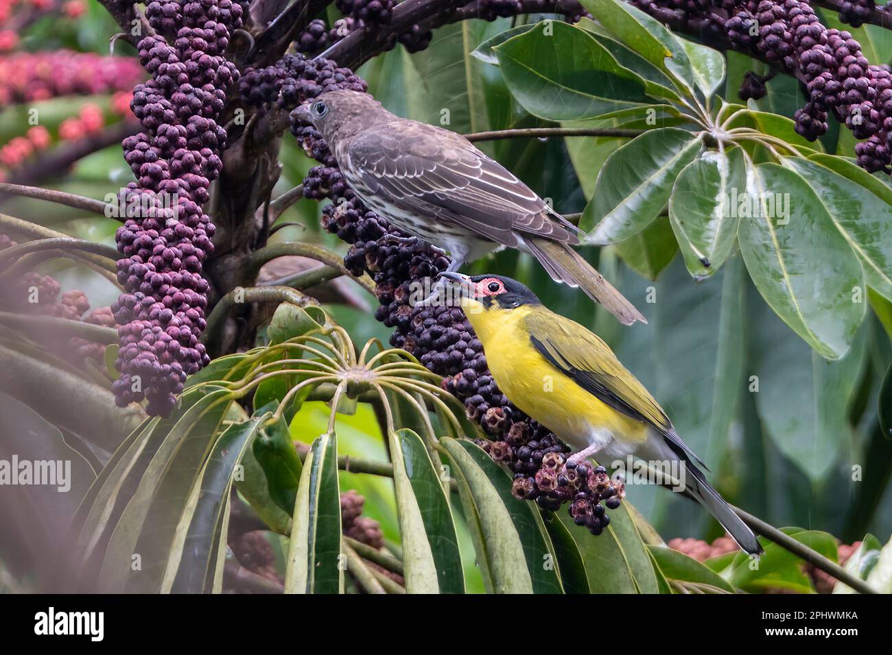 A pair of Yellow Figbirds (Sphecotheres flaviventris, Northern race ...