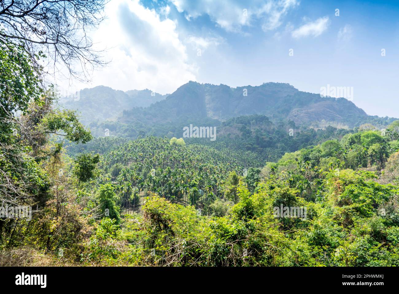 Amazon rainforest moss hi-res stock photography and images - Alamy