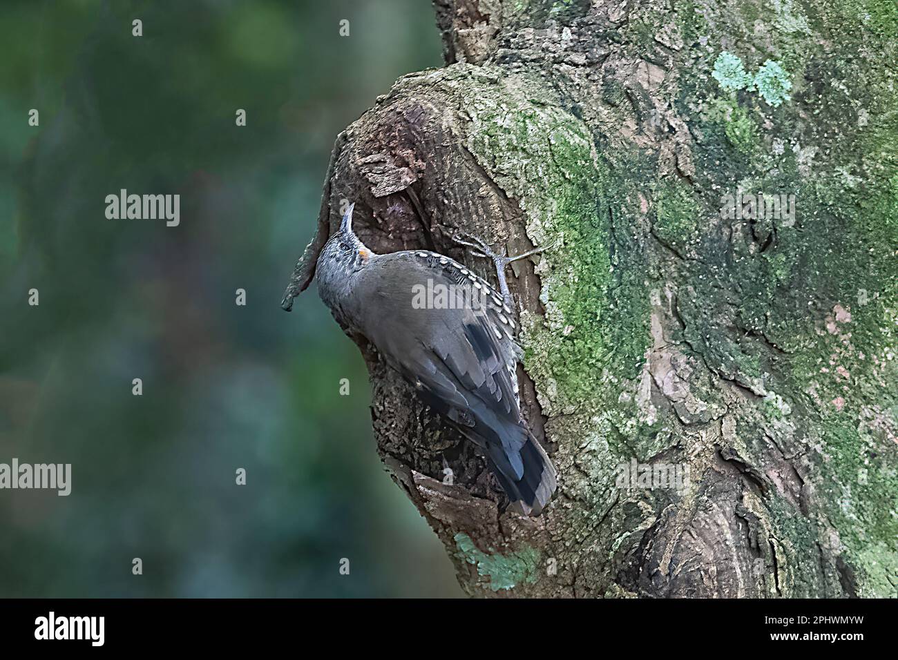 Female White-throated Treecreeper (Cormobates leucophaeus) foraging on ...