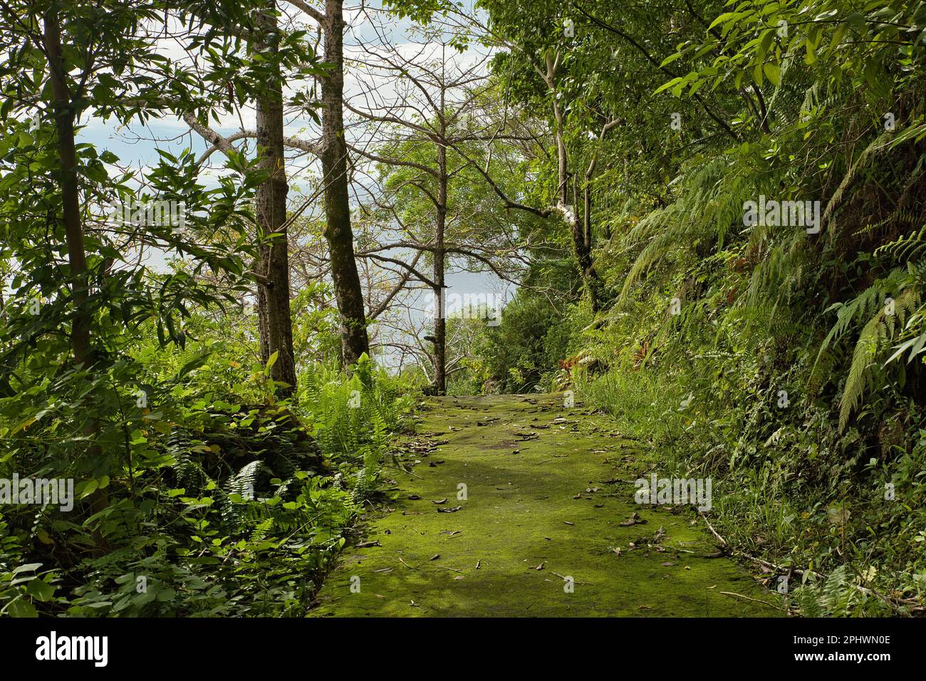 A trail in the middle of a dense, lush green rainforest on old Camiguin ...