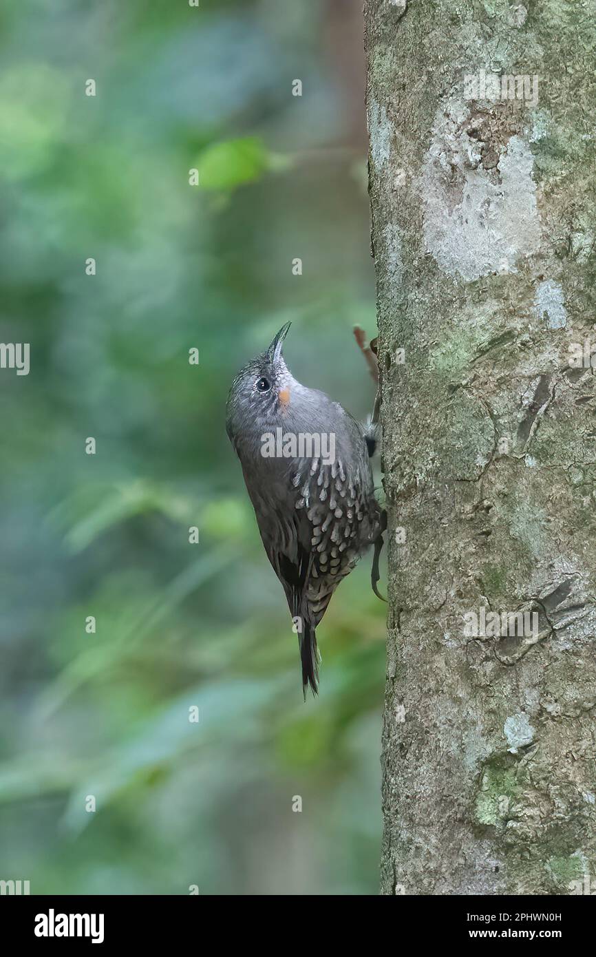 Female White-throated Treecreeper (Cormobates leucophaeus) foraging on ...