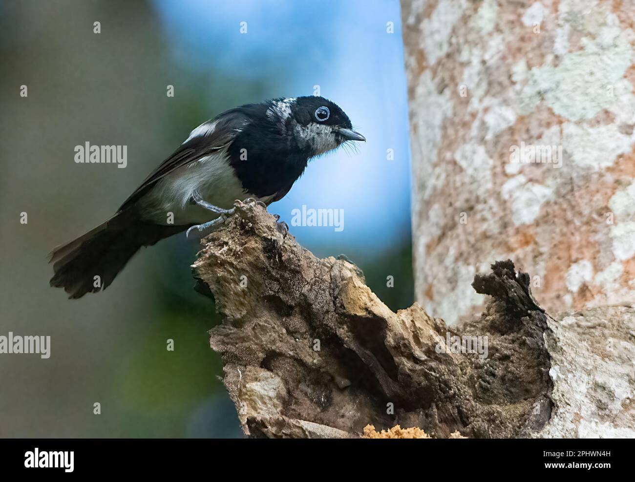 Pied Monarch (Arses kaupi) perched on a limb, Atherton Tablelands, Far ...