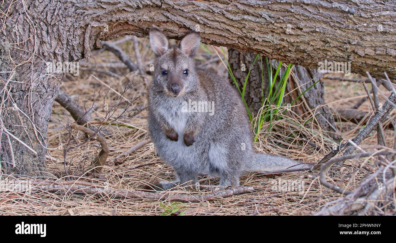 Juvenile or immature Red-necked or Bennett's wallaby under fallen tree ...