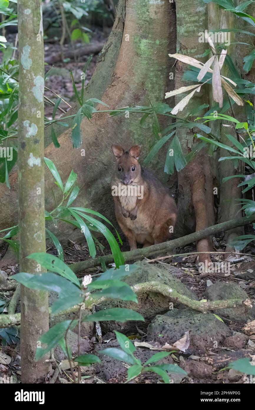 Vertical view of a Red-legged Pademelon (Thylogale stigmatica) standing ...