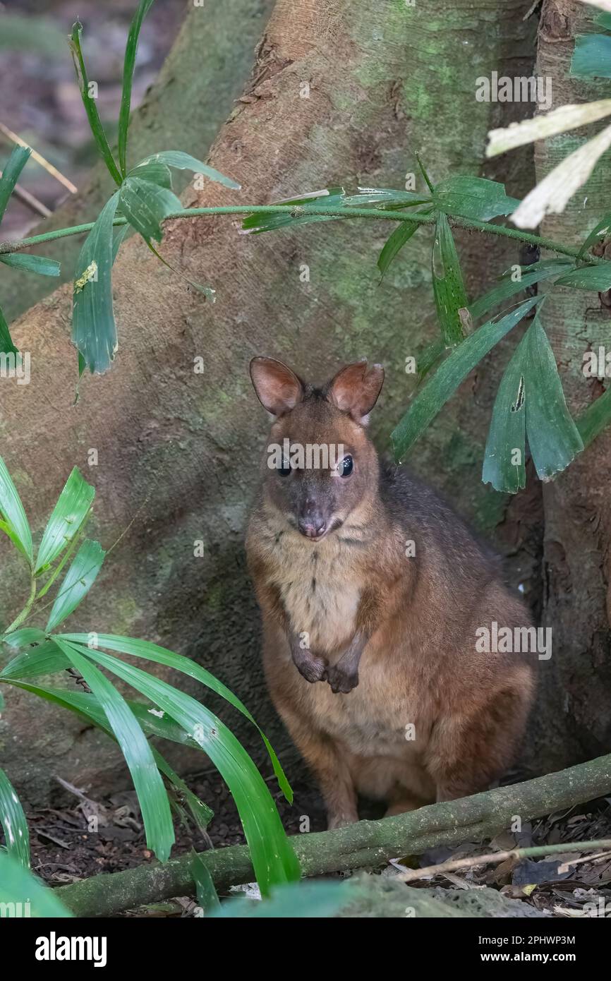 Vertical view of a Red-legged Pademelon (Thylogale stigmatica) standing ...