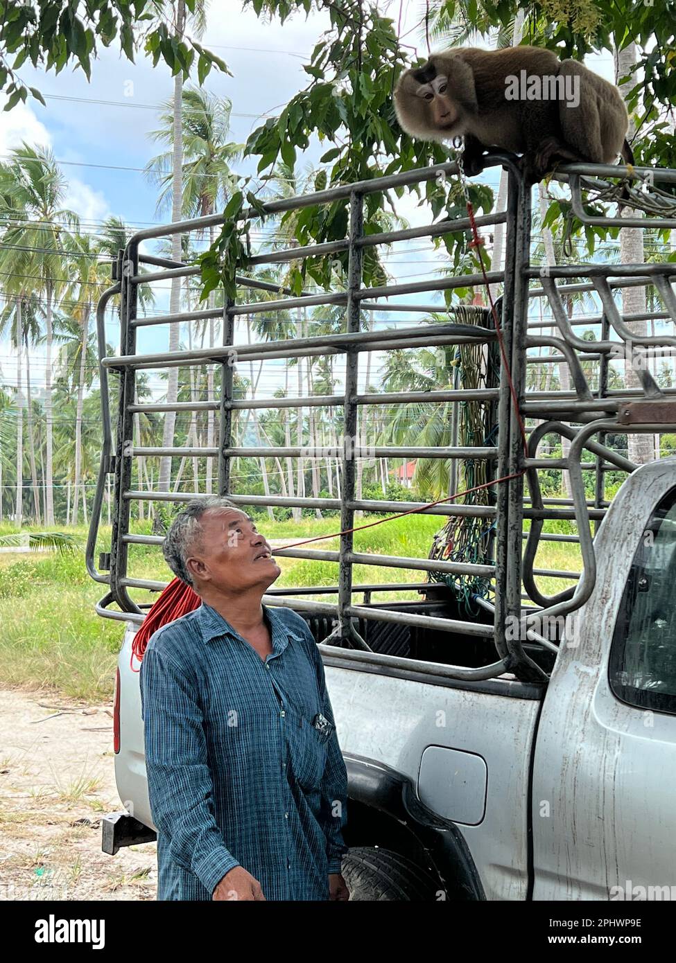 Ko Samui, Thailand. 17th Mar, 2023. Coconut farmer Dam looks at his ...