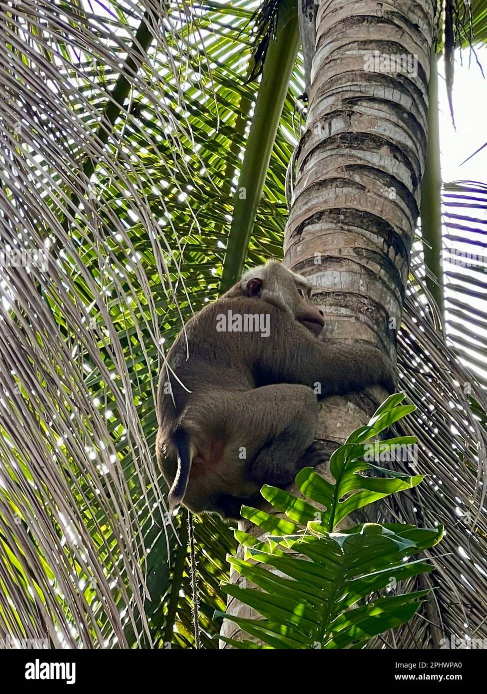 Ko Samui, Thailand. 17th Mar, 2023. Monkey Nong climbs a palm tree to ...