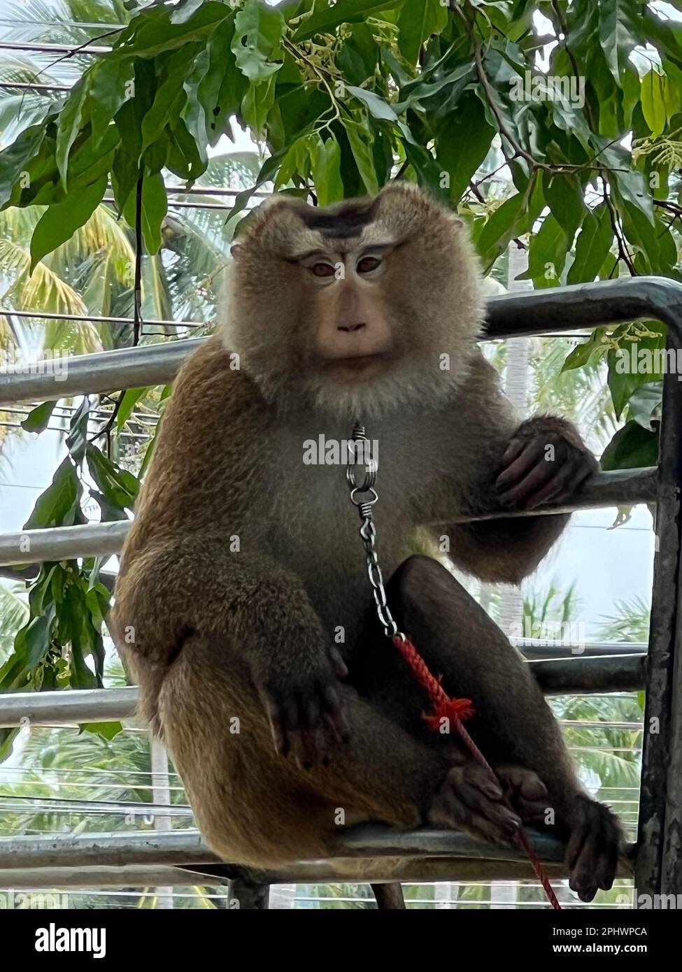 Ko Samui, Thailand. 17th Mar, 2023. The monkey Nin sits chained on the ...