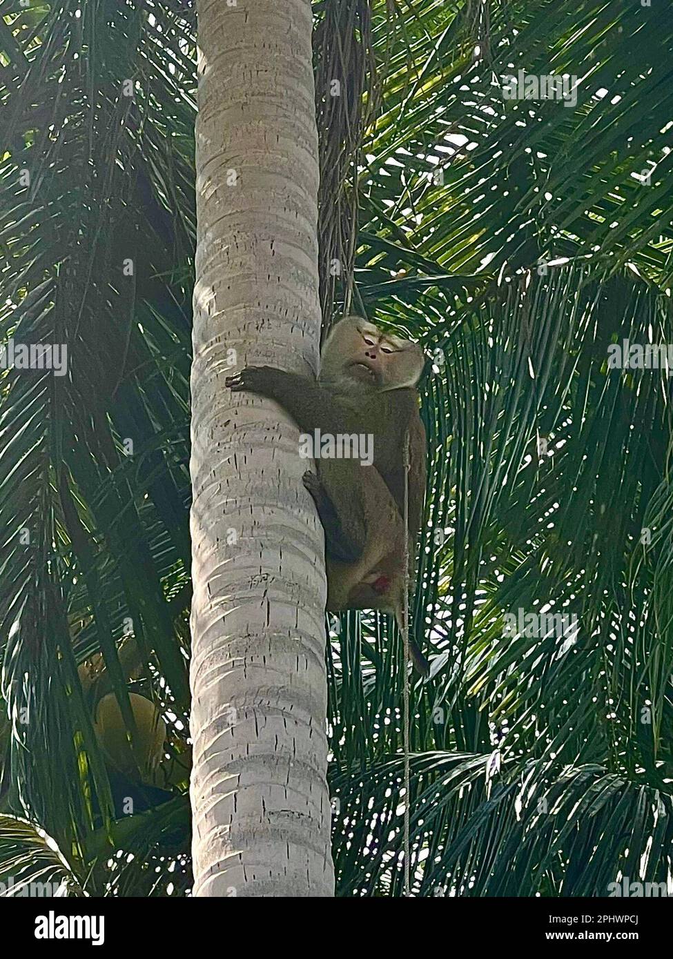 Ko Samui, Thailand. 17th Mar, 2023. Monkey Nong climbs a palm tree to ...