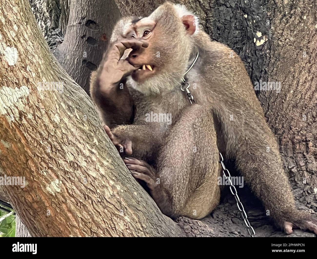 Ko Samui, Thailand. 17th Mar, 2023. Nong the monkey sucks his thumb ...