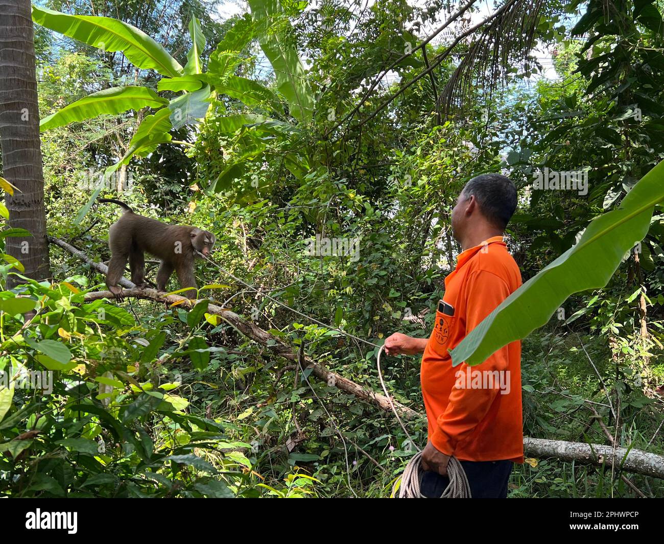 Ko Samui, Thailand. 17th Mar, 2023. Owner Lek fetches his monkey Nong ...